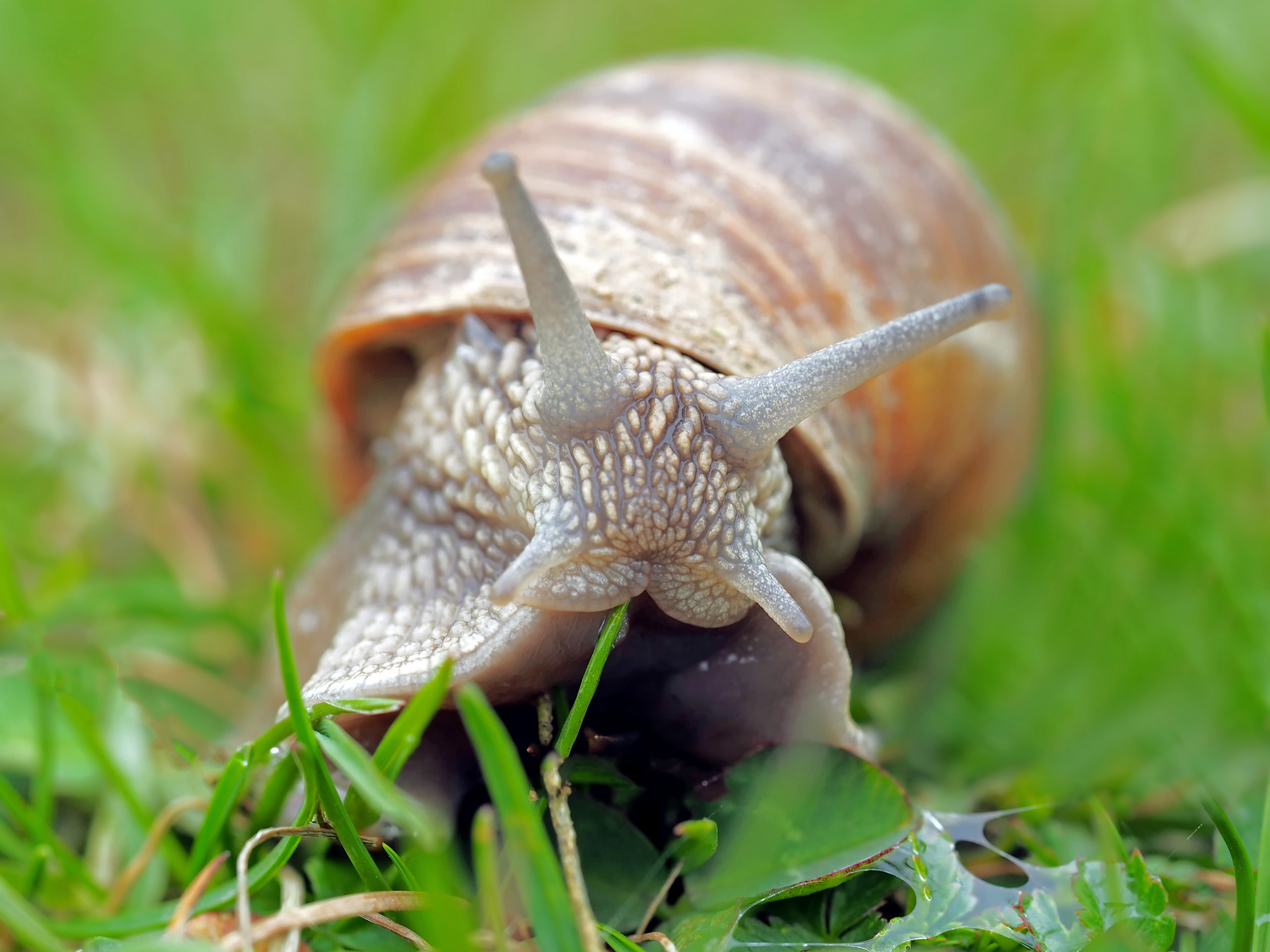 A snail crawls through the green grass. · 1920x1080 Full HD free photo from uaha - pictures and ...