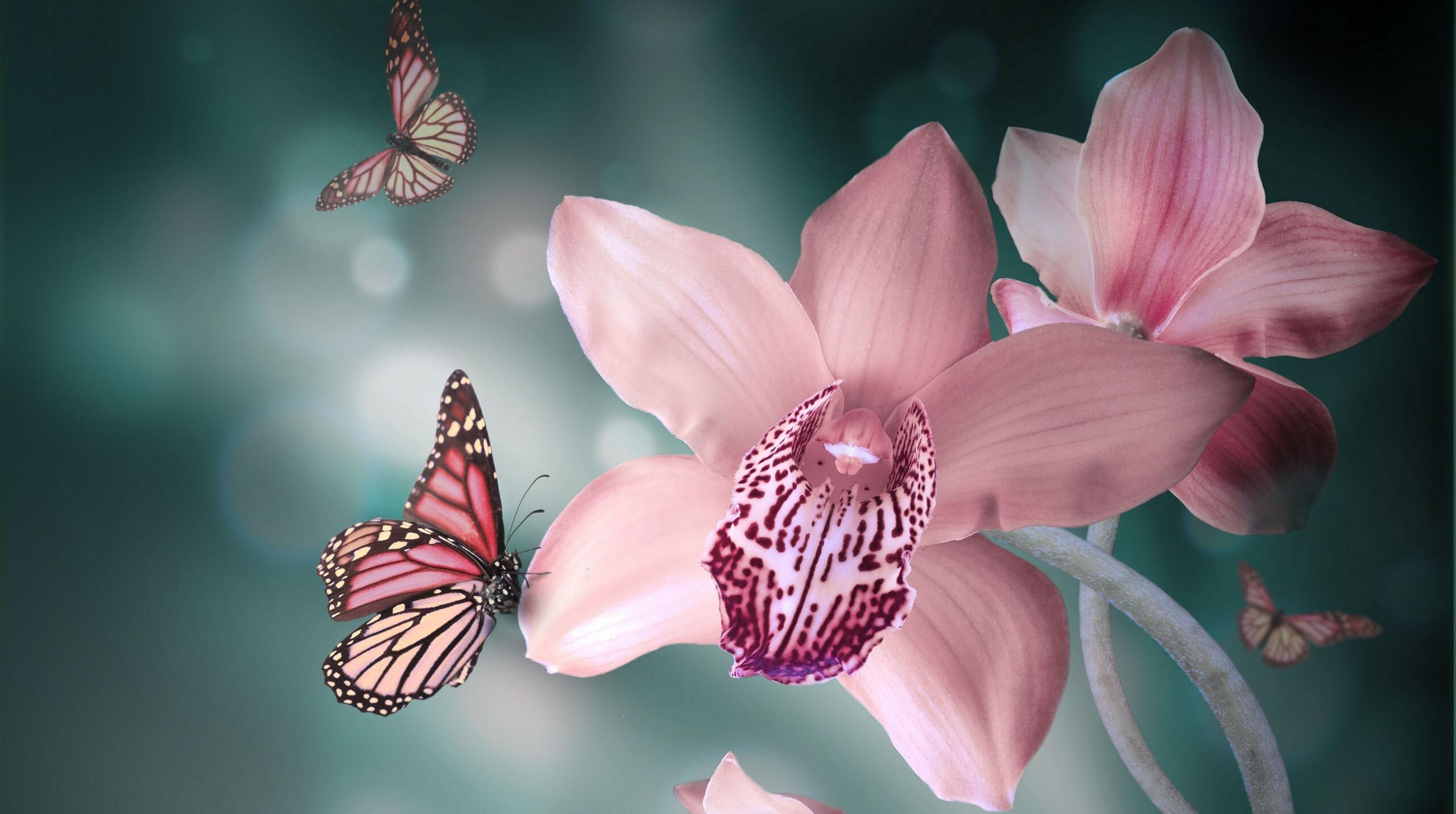 Розовые бабочки на розовых цветочках · 2560x1440 Qhd And Wqhd 169