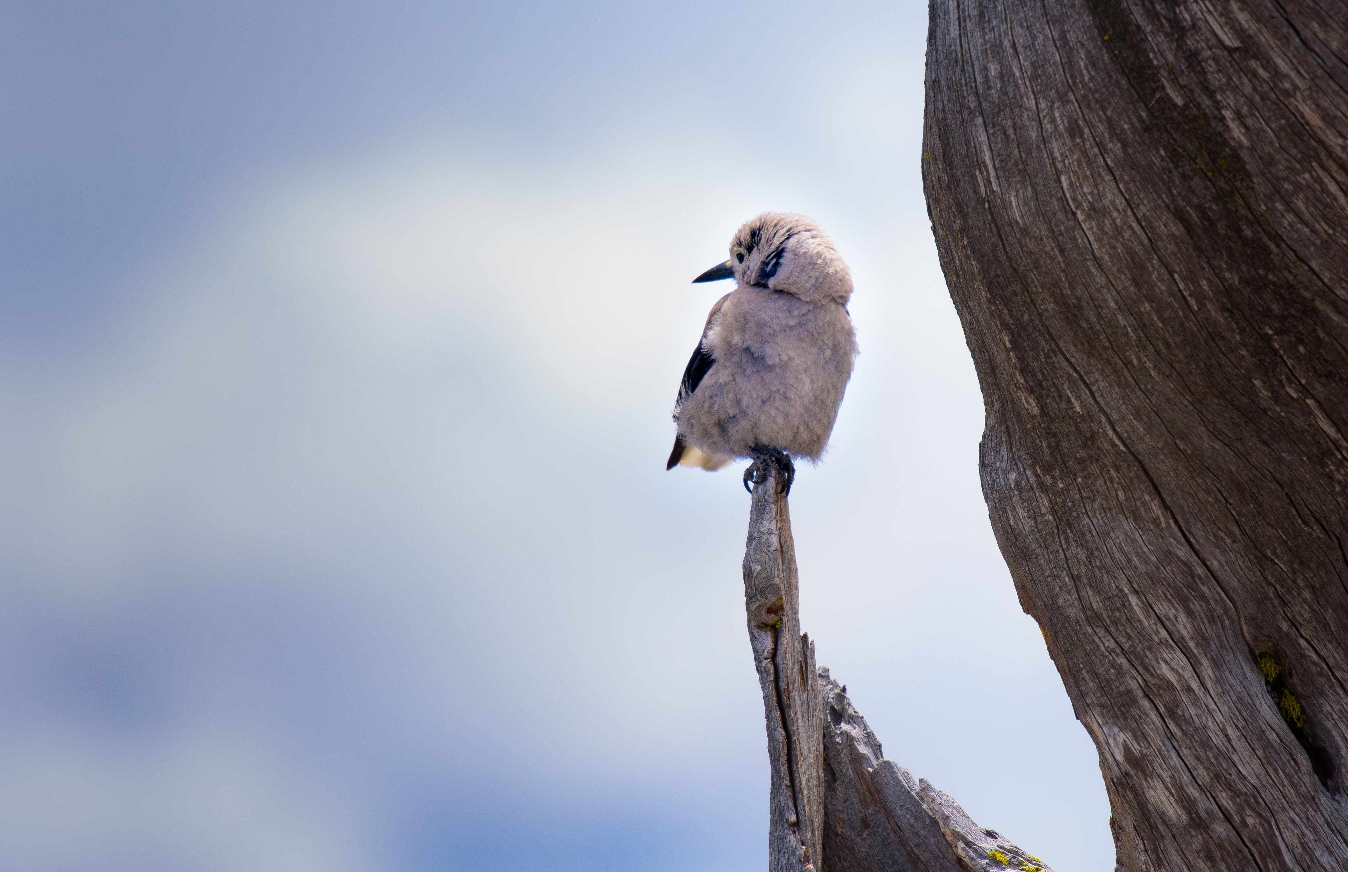 A little bird sits on a broken tree · 1920x1080 Full HD free photo from ...