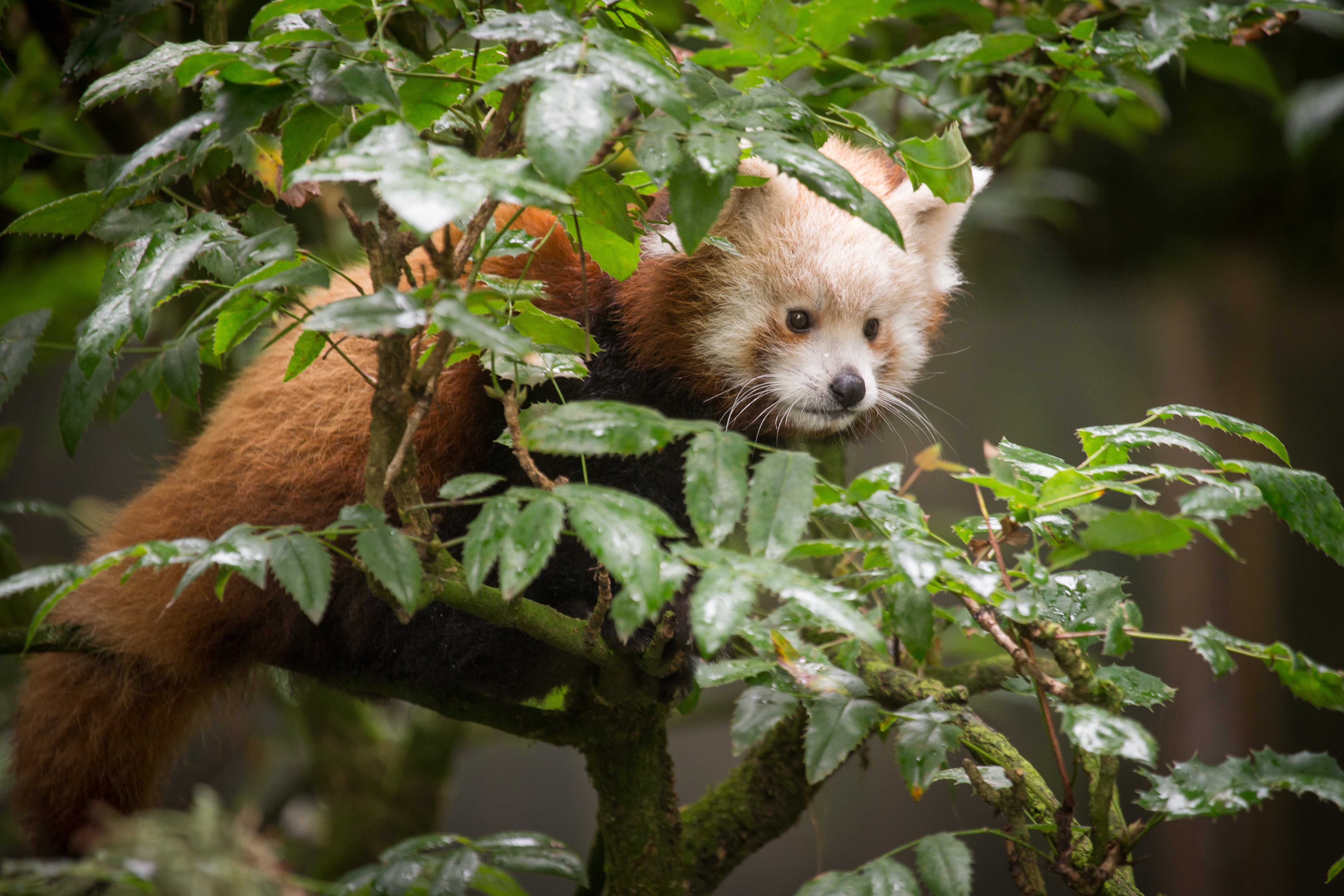 Red panda climbed a tree and is sitting on a branch · 1920x1080 Full HD ...