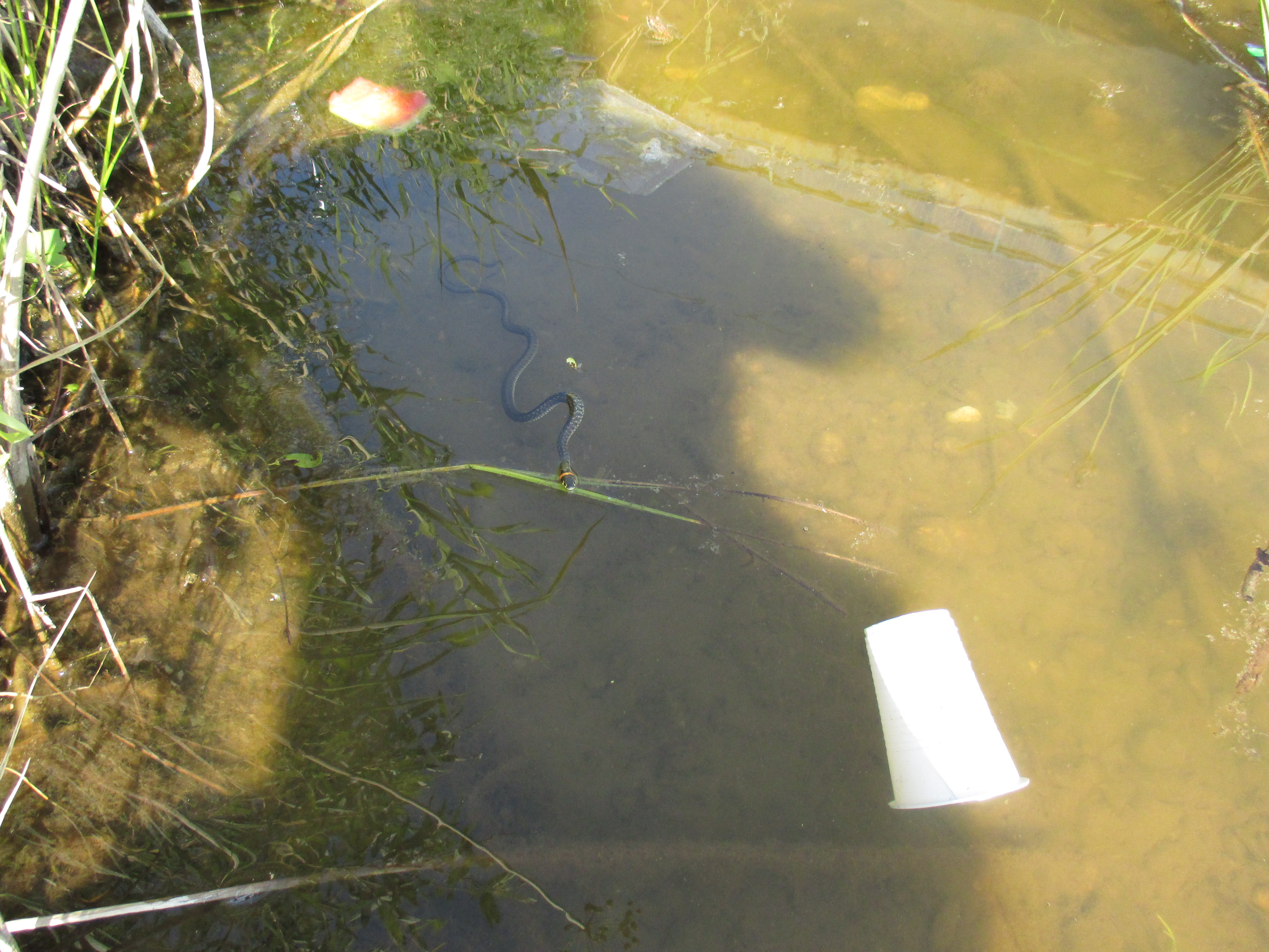 Serpentine · free photo from zzzzzzzorg - pictures and wallpapers