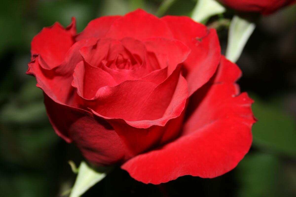 plant flower petal gift rose wallpapers from bradeya - images from Fonwall plant flower petal gift rose wallpapers from bradeya - images from Fonwall