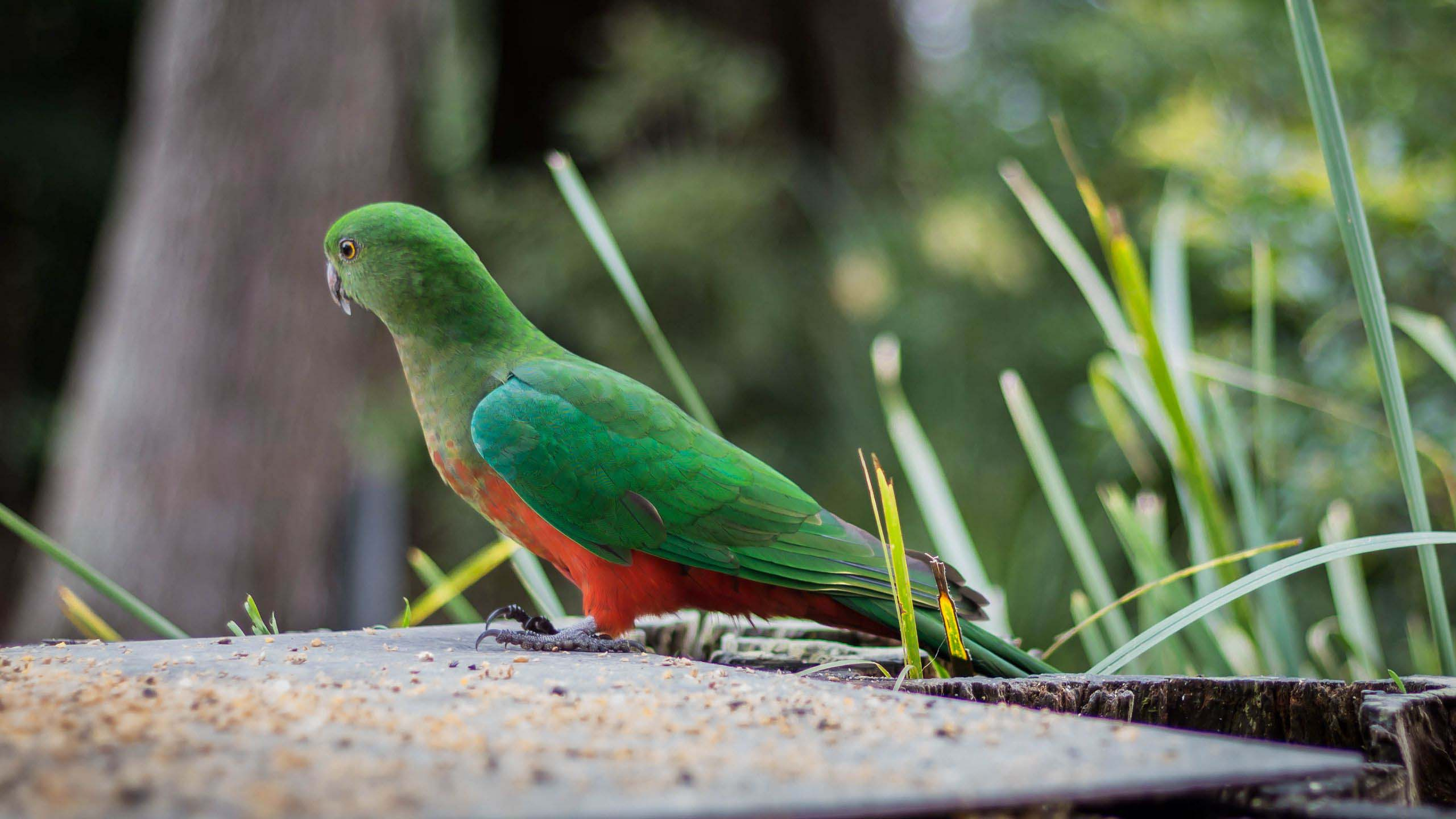 A colorful green wild parrot · 1366x768 free photo from bradeya ...