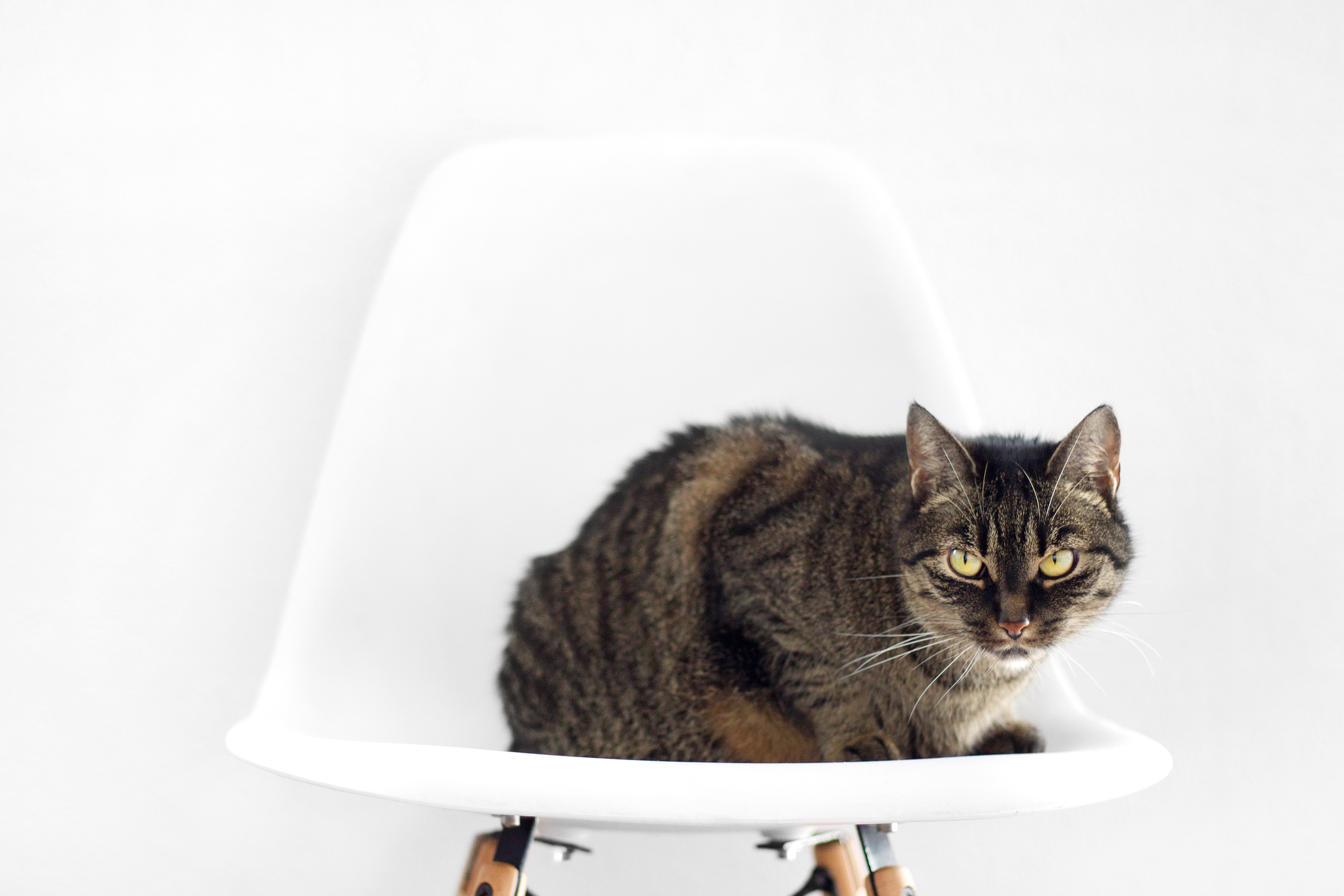 The cat took the white desk chair · 1366x768 free photo from chappie ...
