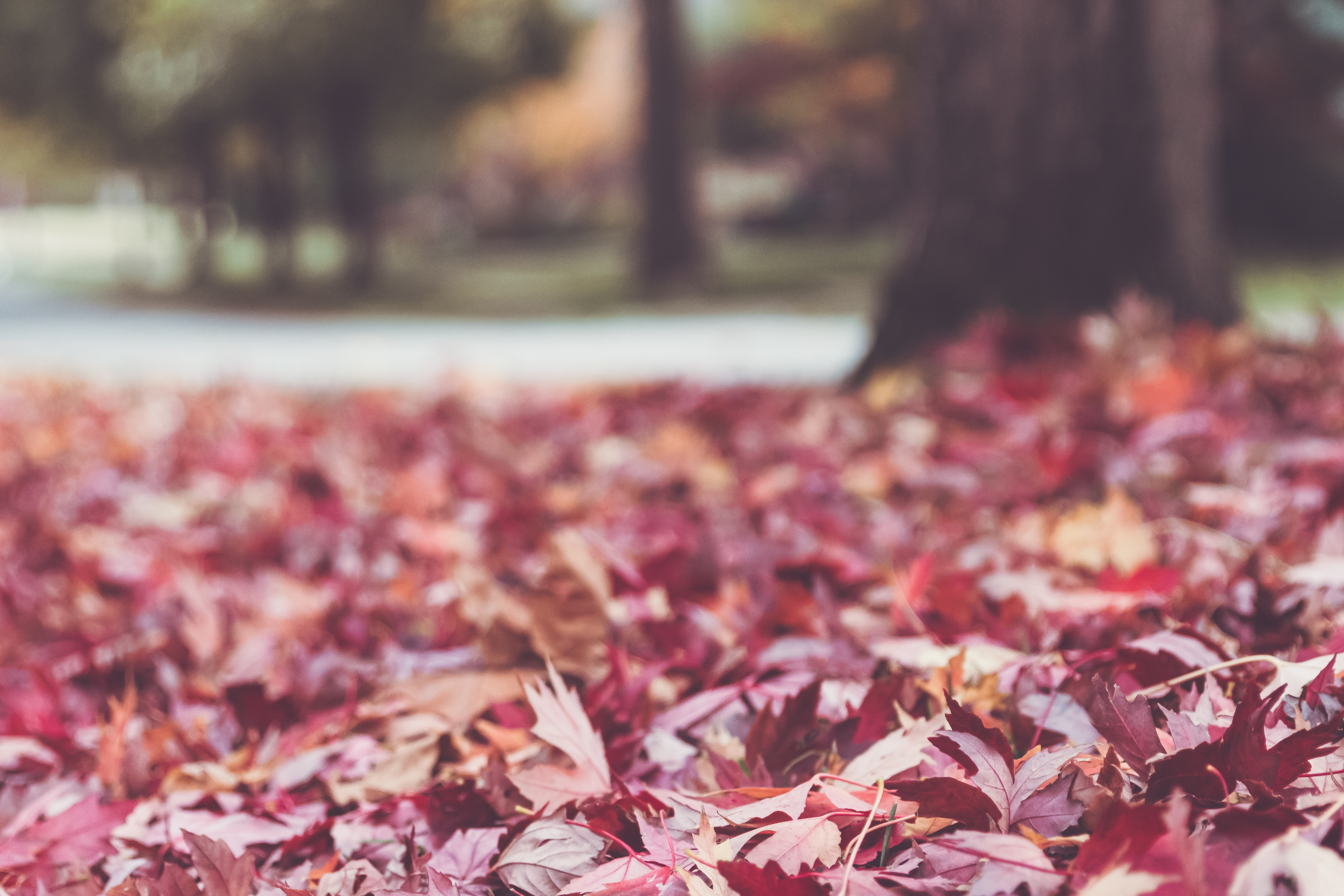 Wallpapers autumn fall foliage leaves trees from chappie - desktop ...