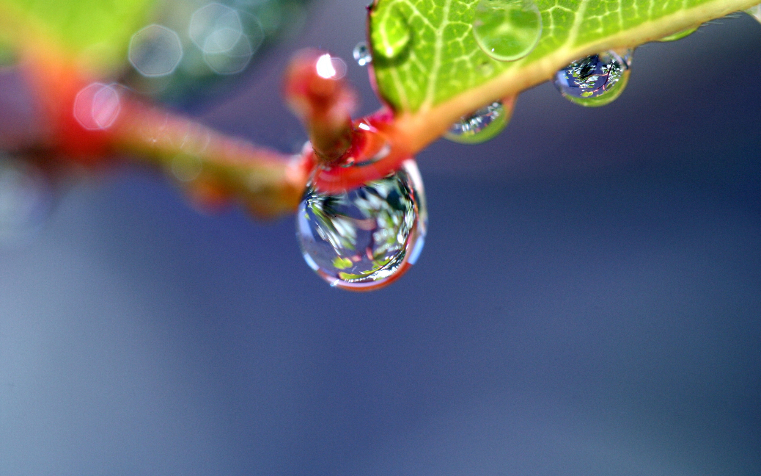 Wallpapers branch dew drops shape light from virtual - desktop images ...