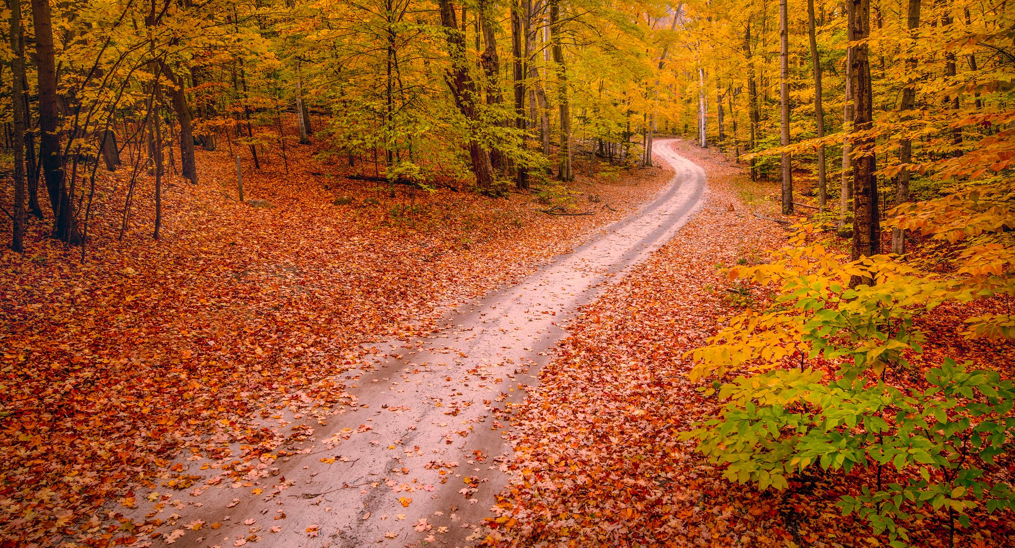 Autumn forest road in the woods · 1920x1080 Full HD free photo from ...