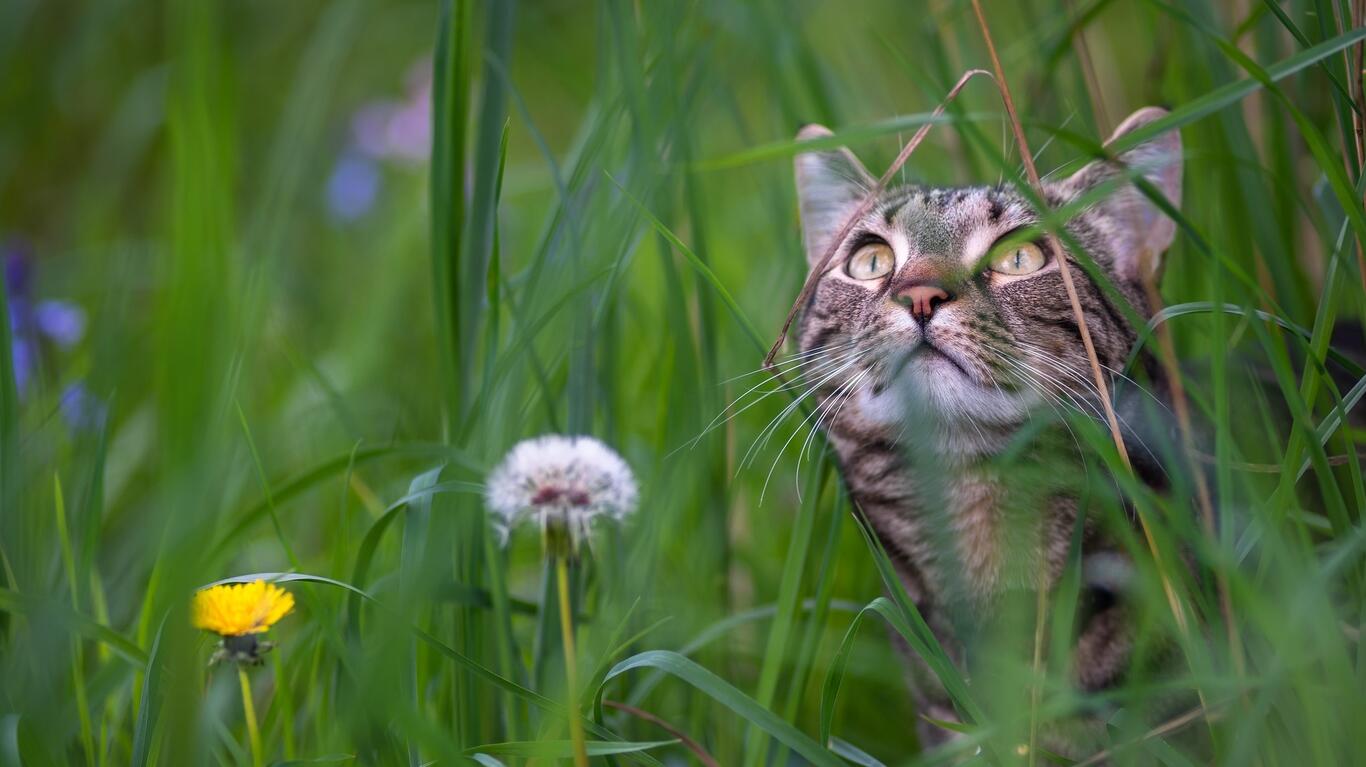 Domestic Cat In The Green Grass · 1366x768 Free Photo From Bradeya Fonwall Pictures And