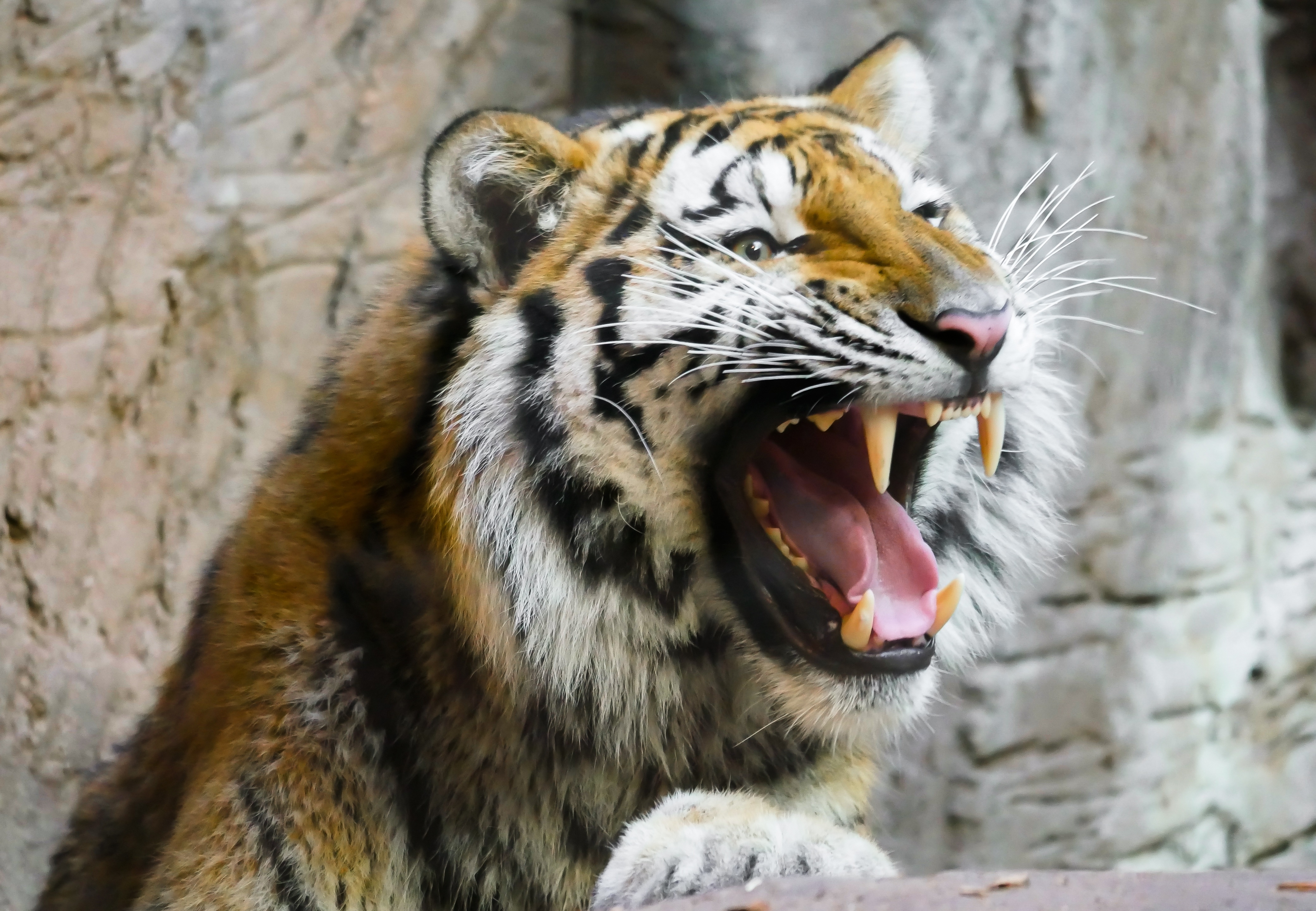 Wallpapers tiger teeth big cats 1920x768 Обложка для VK from virtual ...