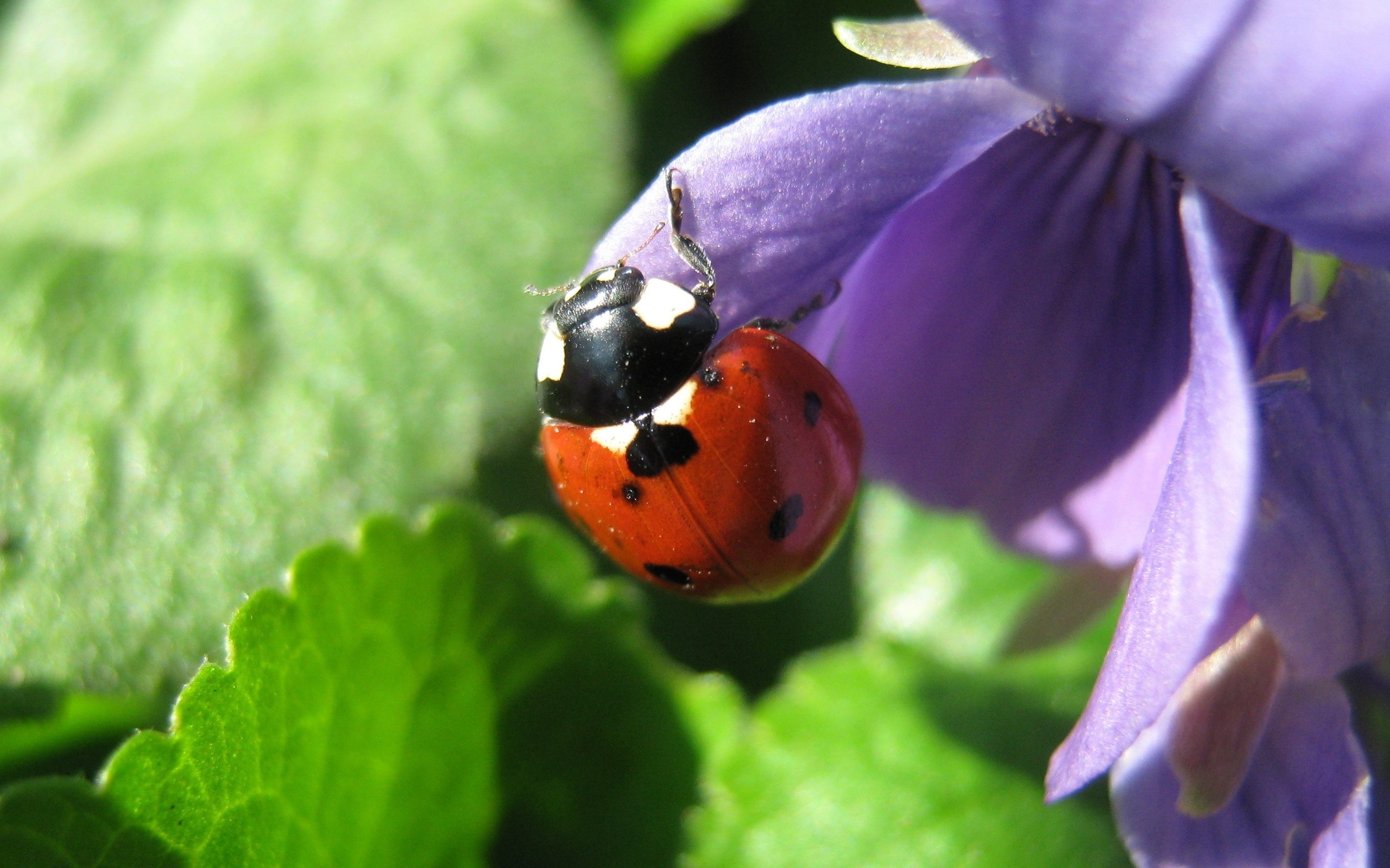 Ladybug basking in the sun on a purple petal · 1920x1080 Full HD free ...