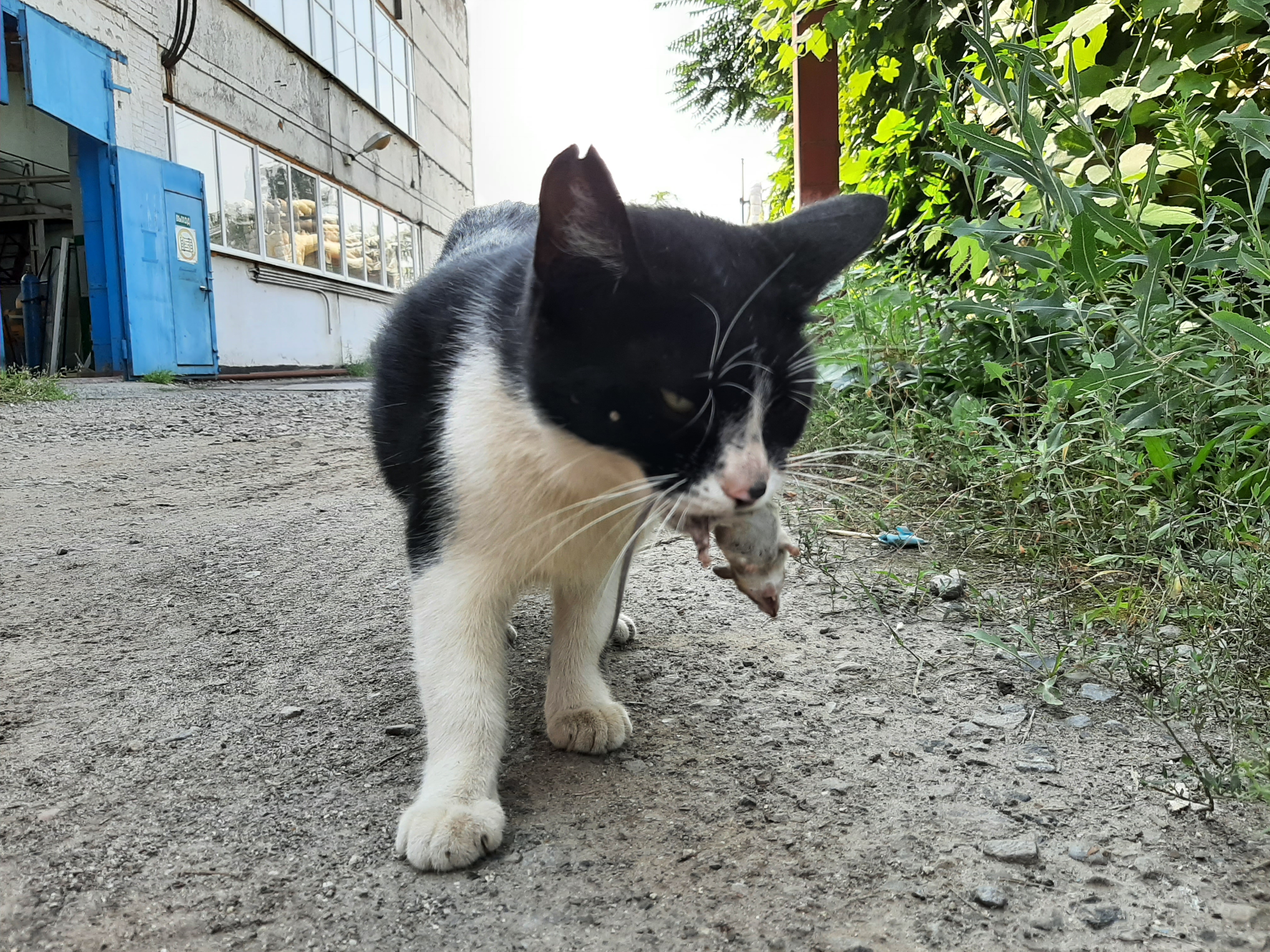 Wallpapers cat a cat mouse Animals cat and mouse from geosts - desktop ...