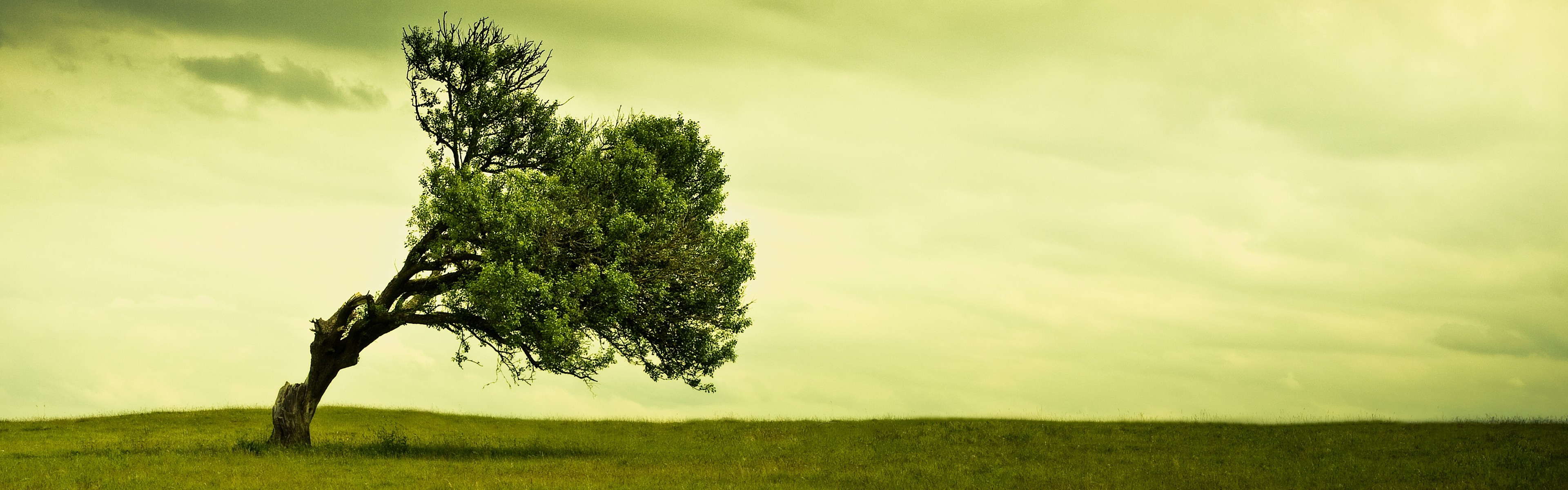 A lone tree tilted by a strong wind. · 1920x1080 Full HD free photo ...
