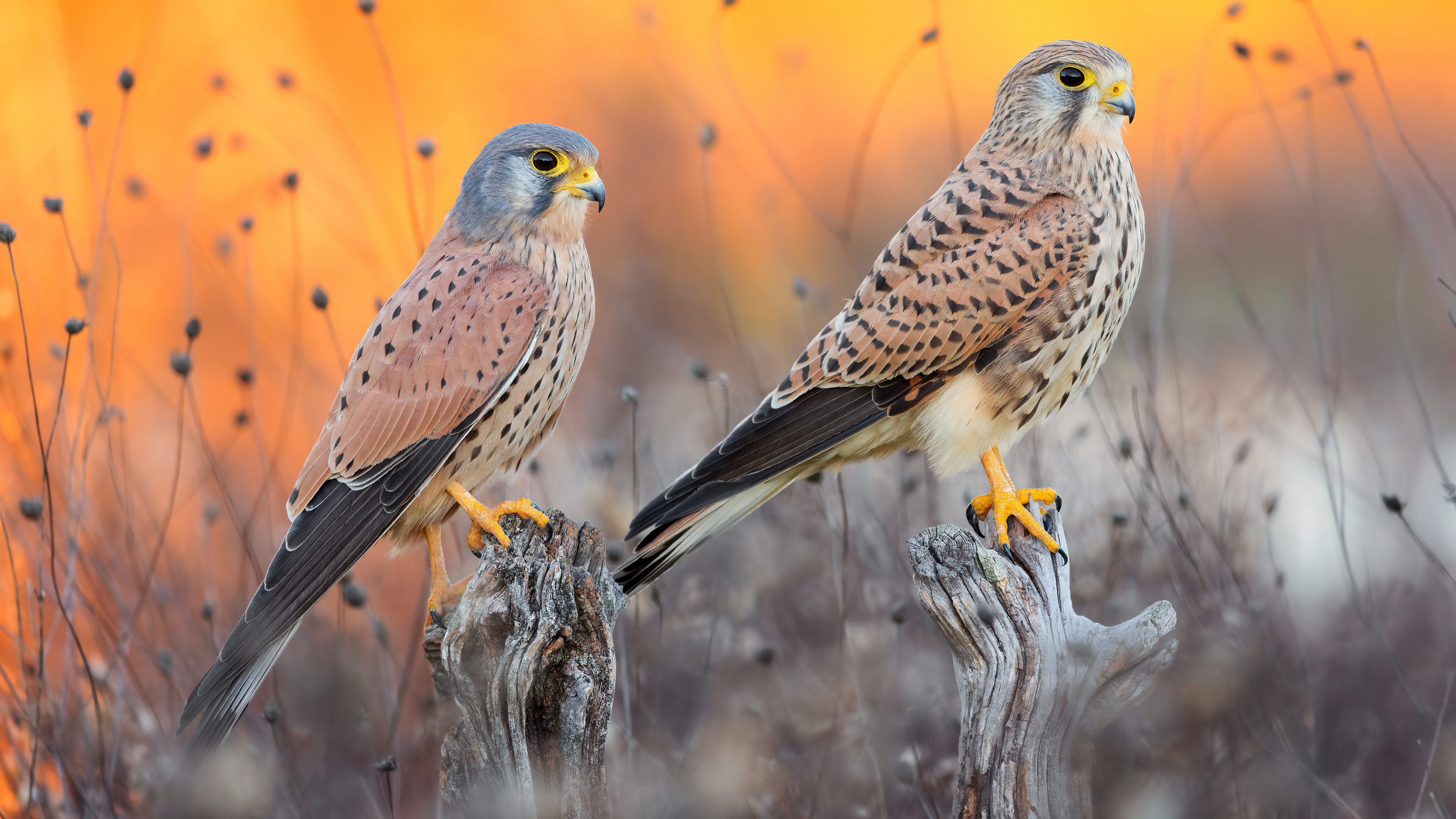 Two falcons sitting on a branch · 1920x1080 Full HD free photo from ...