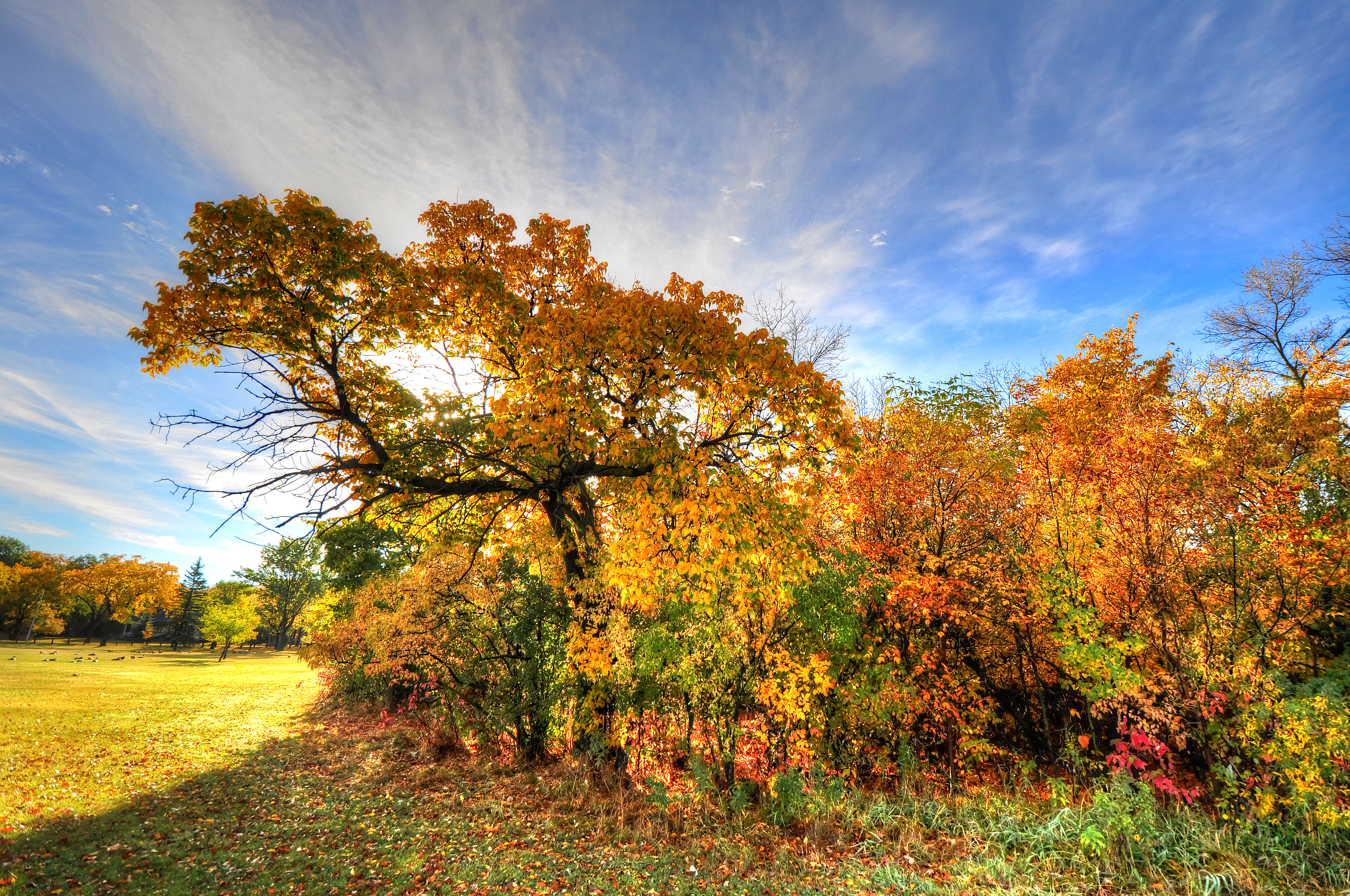 Wallpapers autumn park sunny weather from 78999437 - desktop images and ...