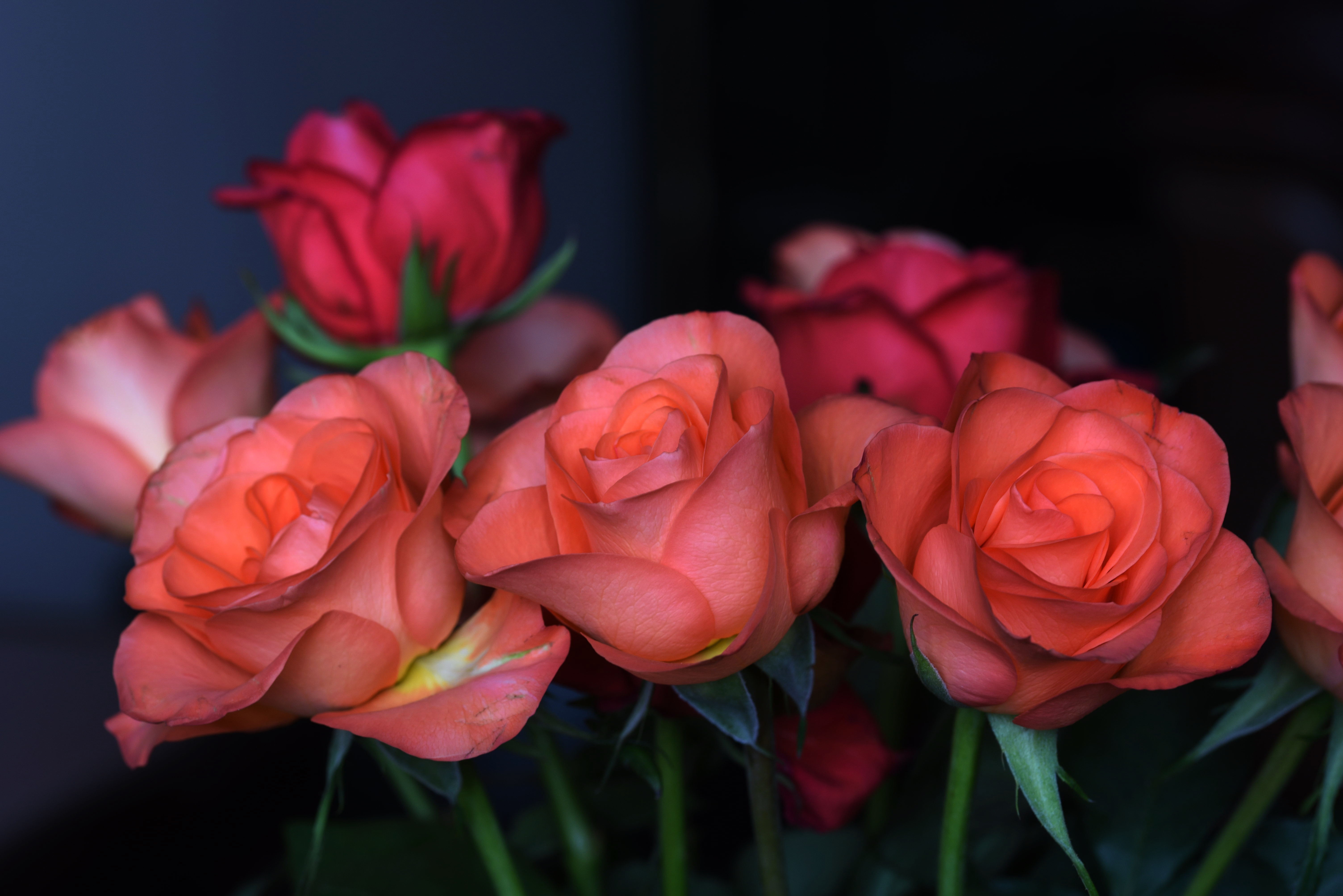 Bouquet of orange roses · 1920x1080 Full HD free photo from 78999437 ...