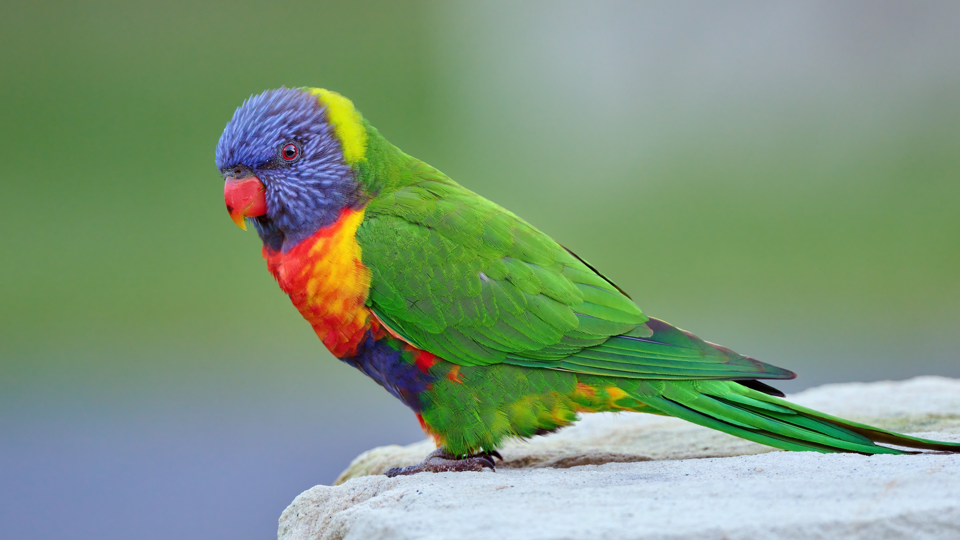Colored parrot · 1920x1080 Full HD free photo from skywolfx - pictures ...
