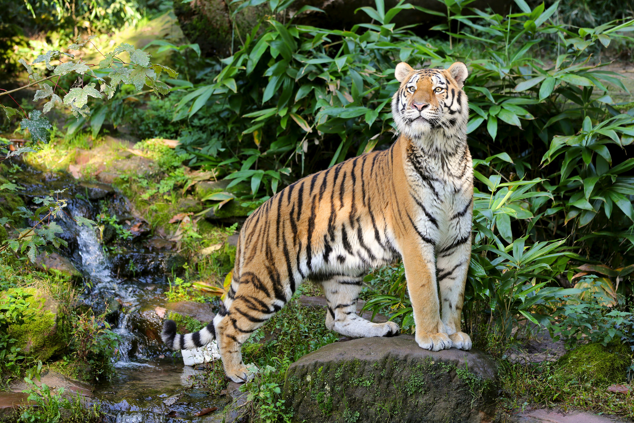 Saver tiger, a predator on the computer · 1366x768 free photo from ...