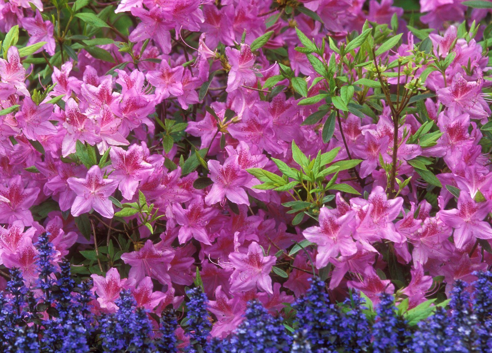 Wallpapers azalea shrub flower garden from uaha - desktop images and ...