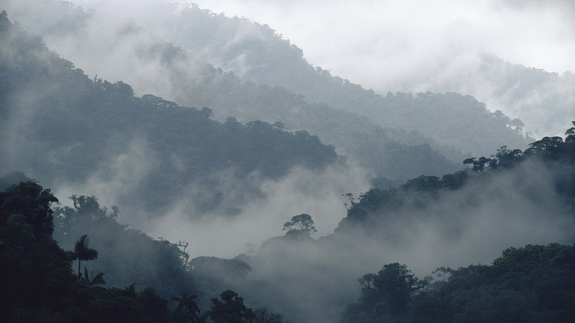 forest mountain nature Wallpaper landscapes wallpapers from axebourne ...