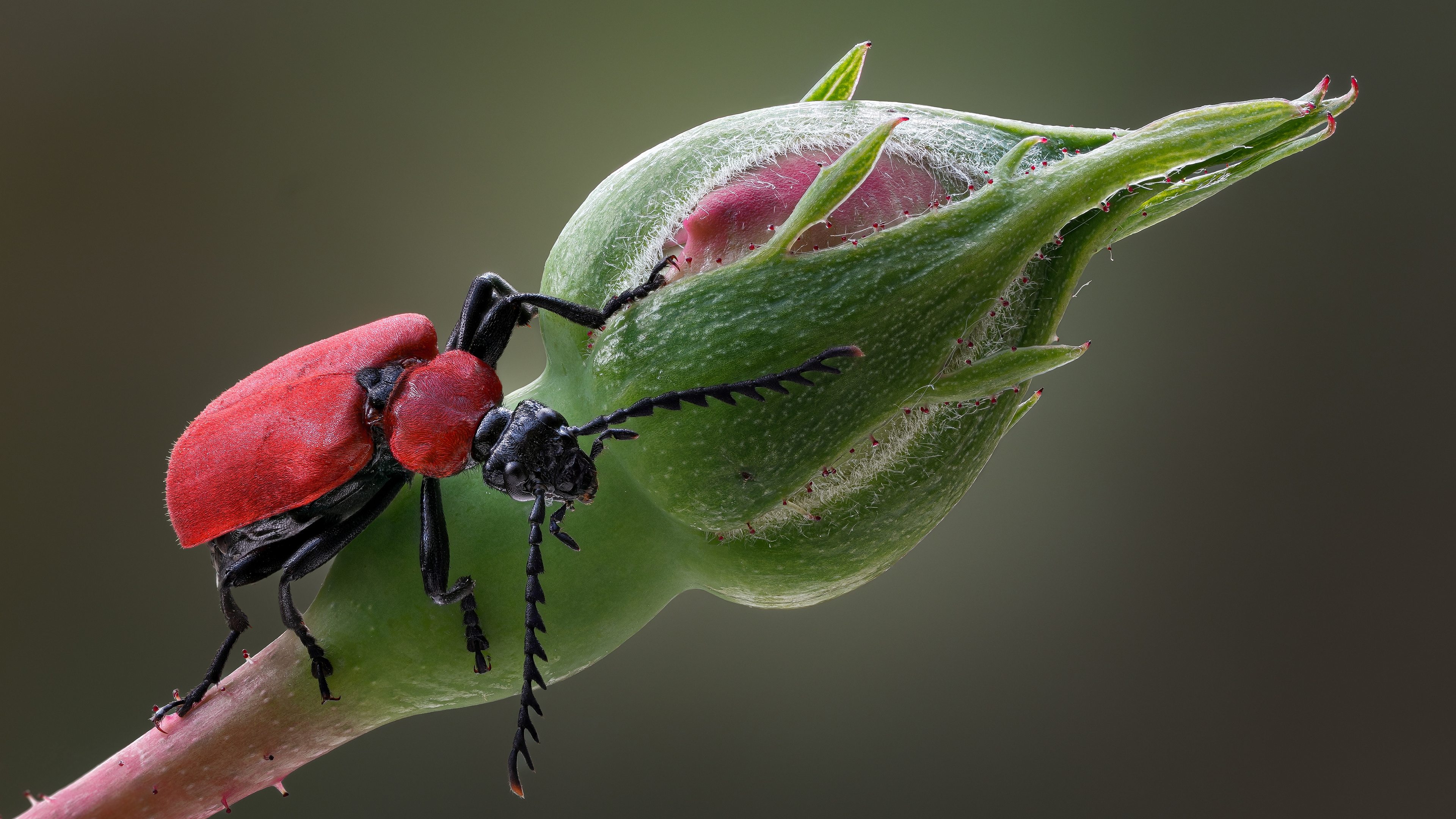 The little red beetle on the flower · free photo from skywolfx - images ...