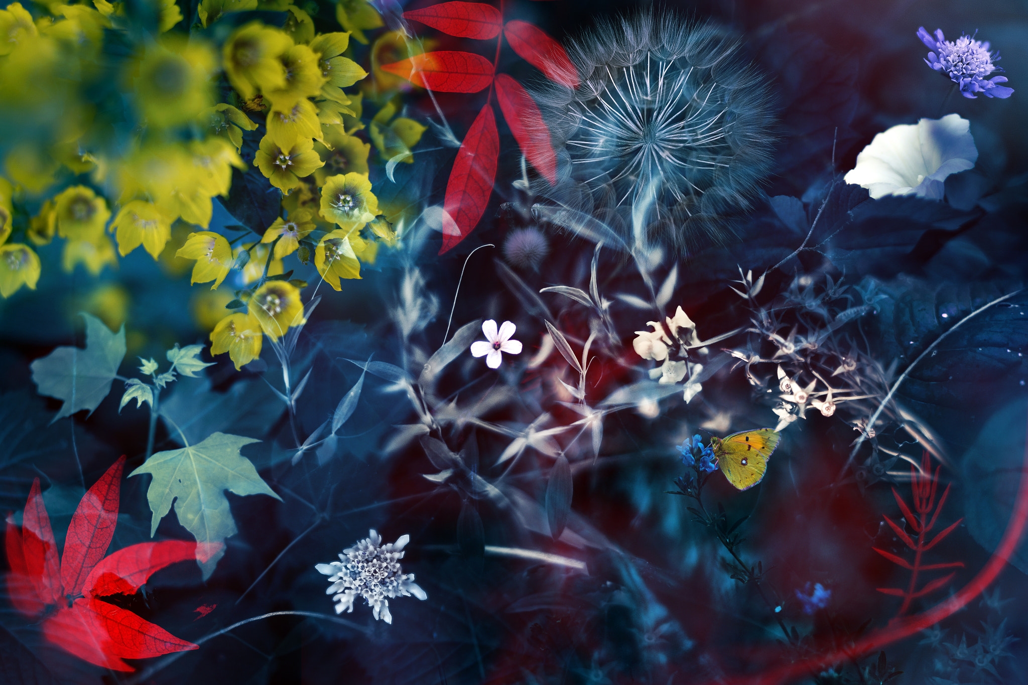 Wallpapers the field different colors the color composition flowers ...