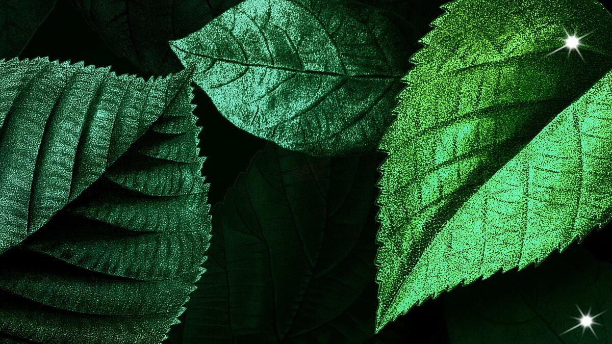 Рисунок зеленые листья · бесплатная фотография от Danastr картинки и
